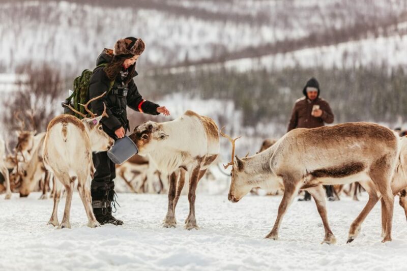 Tromsø: Reindeer Sledding & Feeding with a Sami Guide - An In-Depth Look at the Reindeer Sledding & Sami Culture Tour