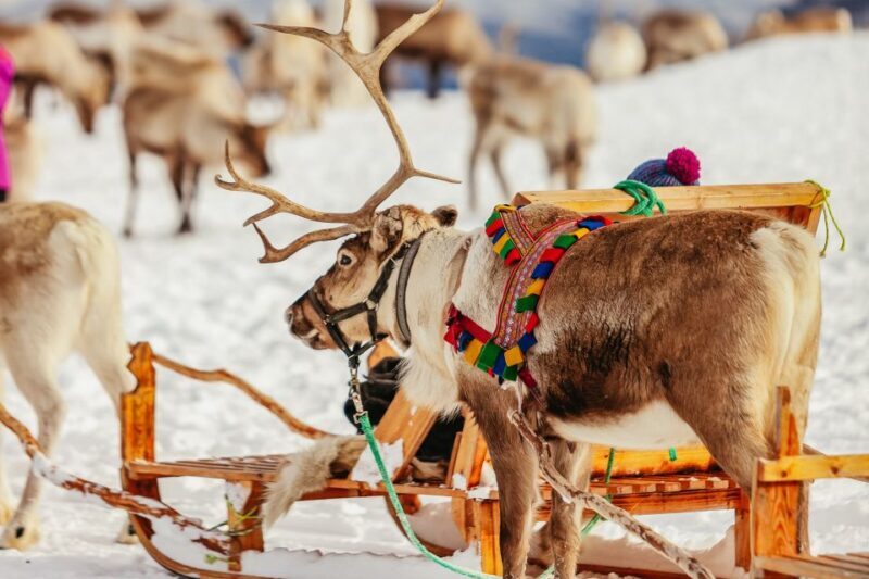 Tromsø: Reindeer Sledding & Feeding with a Sami Guide - The Sum Up