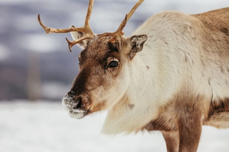 Tromsø: Reindeer Sledding & Feeding with a Sami Guide - FAQ: Reindeer Sledding & Sami Culture Tour