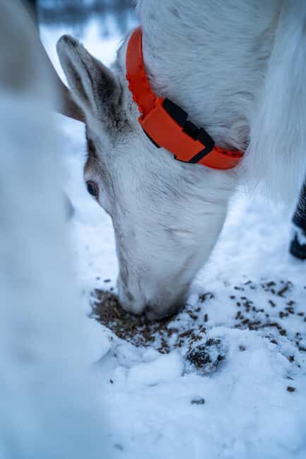 Tromsø: Sami Camp and Reindeer Experience with Lunch - Sami Culture and Stories