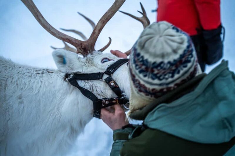 Tromsø: Sami Camp and Reindeer Experience with Lunch - Practicalities: What to Expect and Tips