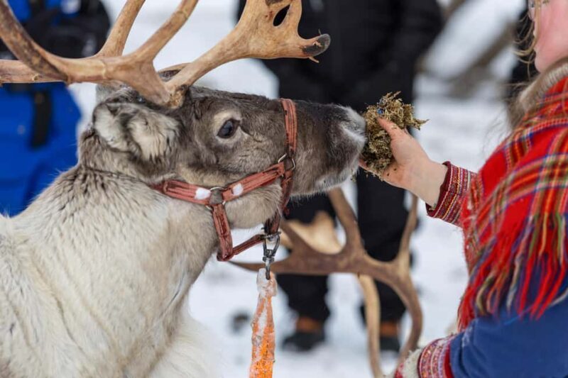 Tromsø: Sami Culture, Northern Lights and Reindeer Feeding - Final Thoughts
