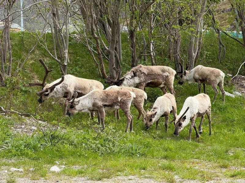 Tromsø: Scenic Fjords & Islands Roadtrip with guide & snacks - An Introduction to the Arctic Fjord and Island Roadtrip