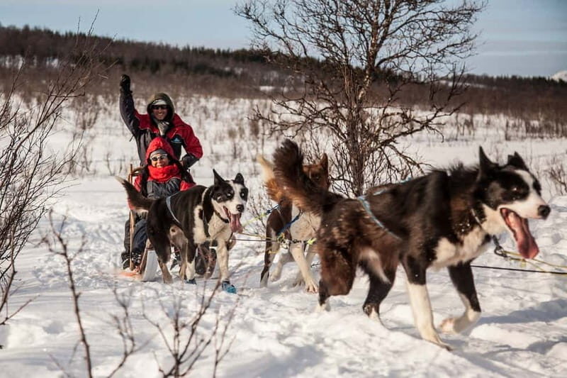 Tromsø: Self-Drive Husky Dog Sledding Adventure - An In-Depth Look at the Experience