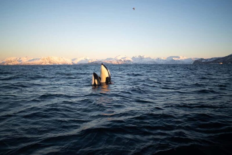Tromsø: Skjervøy Pilothouse Boat Whale Watching Tour - Key Points
