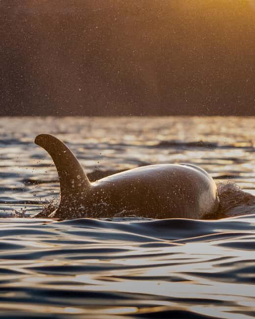 Tromsø: Skjervøy Pilothouse Boat Whale Watching Tour - The Experience: An In-Depth Look