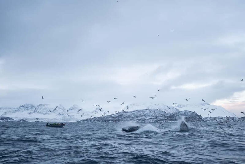 Tromsø: Skjervøy RIB Whale Watching Tour - An In-Depth Look at the Whale Watching Adventure