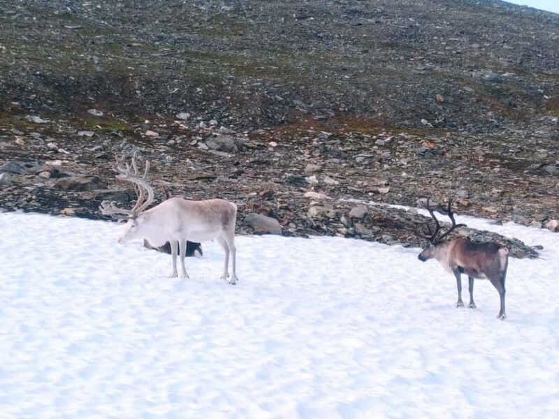 Tromsø Street to Summit: Fløya Mountain Guided Hike - Real Traveler Perspectives