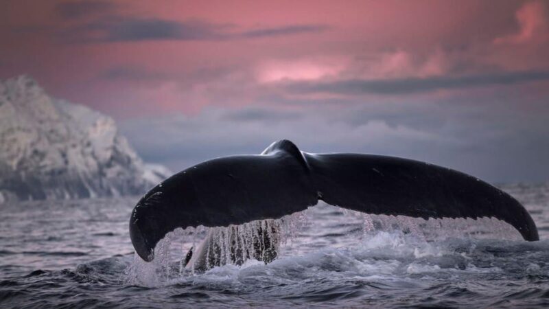 Tromsø Whale Safari with MS Gabriele - Key Points