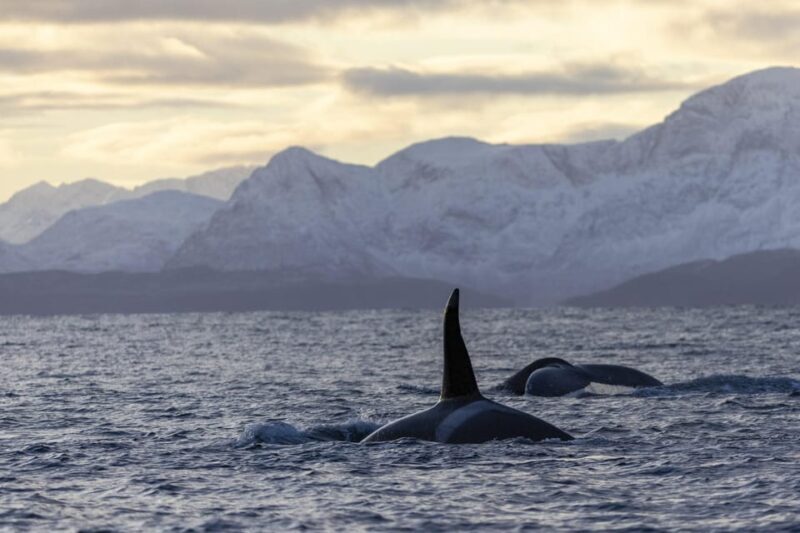 Tromsø Whale Safari with MS Gabriele - An In-Depth Look at the Tromsø Whale Safari Experience