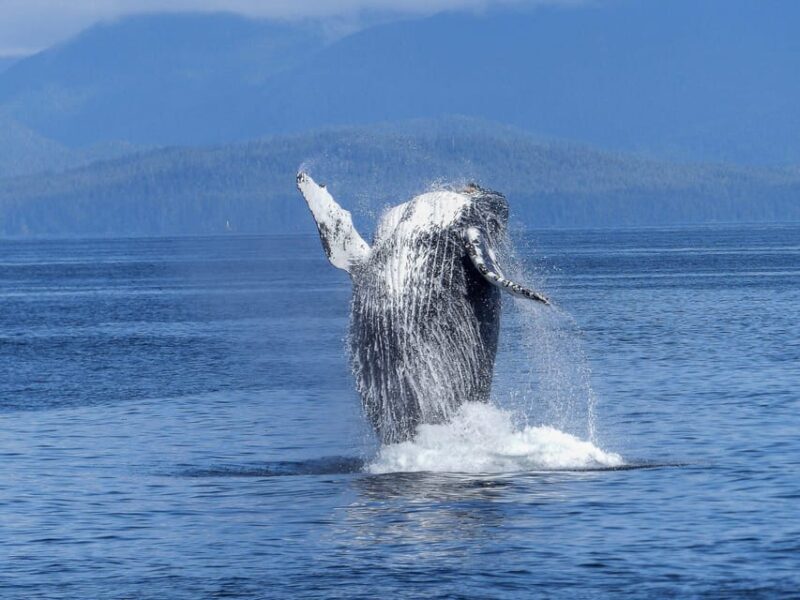 Tromsø Whale Safari with MS Keiser Wilhelm - Key Points