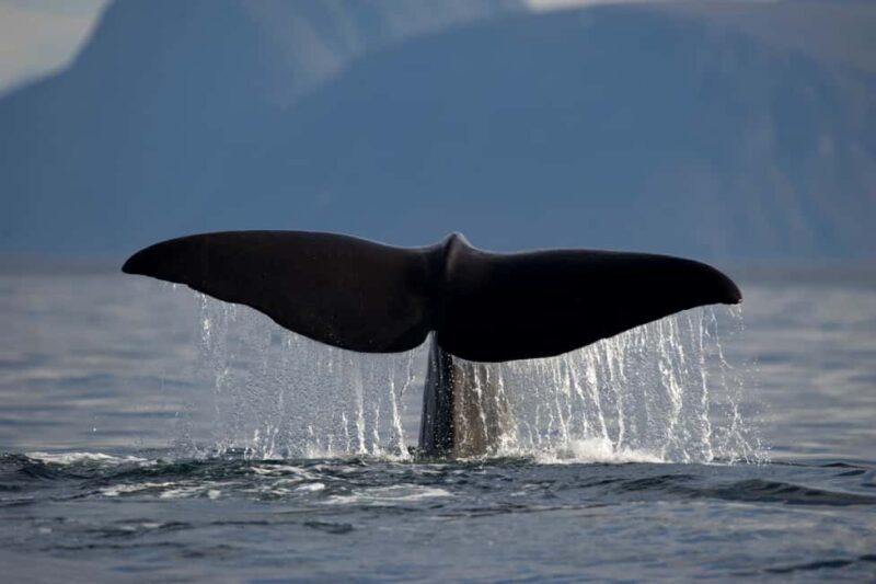 Tromsø: Whale watching on a traditional sail boat - Whale Sightings: A Matter of Nature