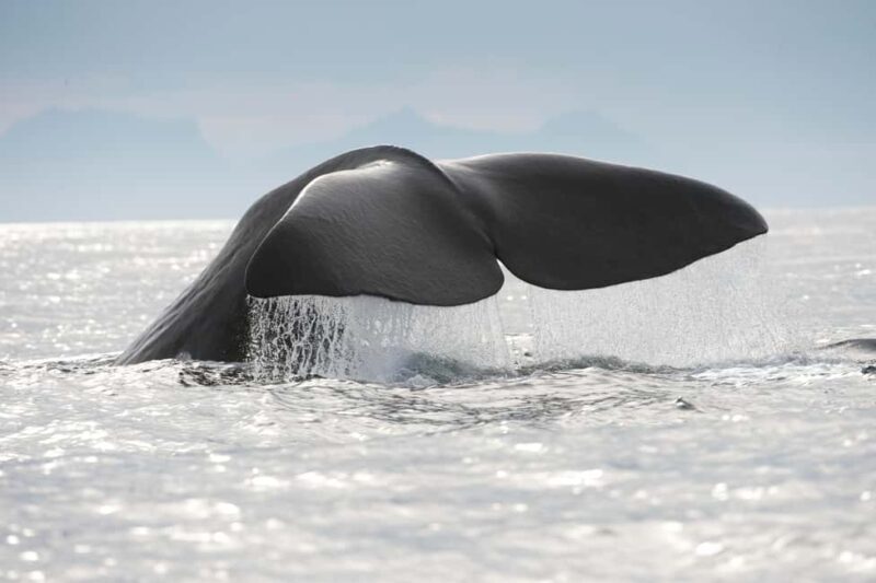 Tromsø: Whale watching on a traditional sail boat - The Cost & Value