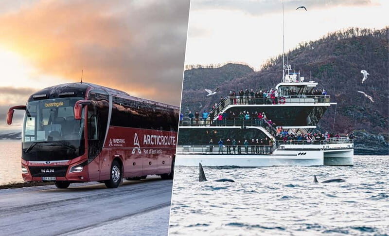 Tromsø: Whale Watching on hybrid boat with scenic bustrip - Key Points