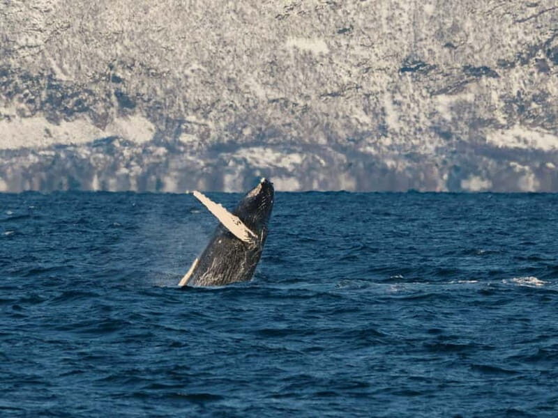 Tromsø: Whale Watching Tour by Hybrid-Electric Boat - Key Points: