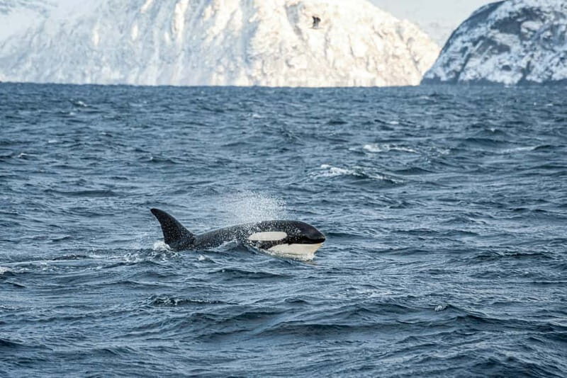 Tromsø: Whale Watching Tour by Hybrid-Electric Boat - An Honest Look at the Whale Watching Experience in Tromsø