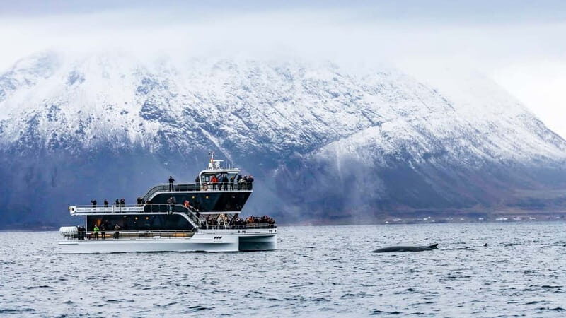 Tromsø: Whale Watching Tour by Hybrid-Electric Boat - The Sum Up: Who Will Love This Tour?