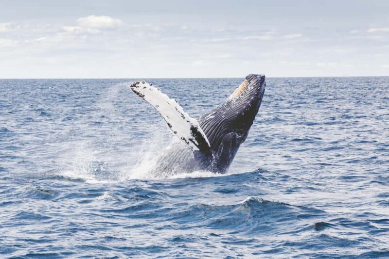 Tromsø: Whale Watching VIP Boat Tour with Lunch - What It’s Like to Join the Tromsø Whale Watching VIP Tour