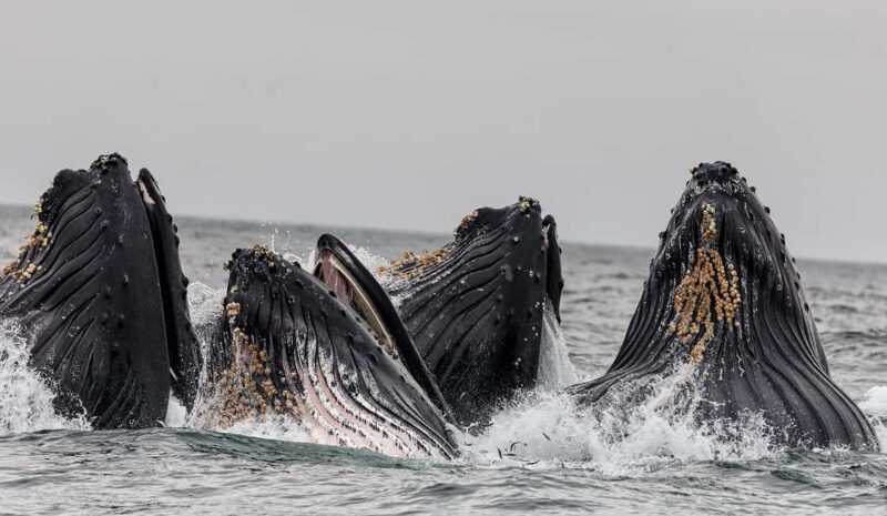 Tromsø: Whale Watching VIP Boat Tour with Lunch - What Past Travelers Say