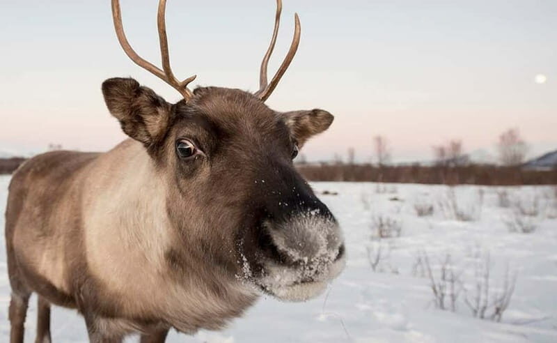 Tromsø: Winter Fjord Road Trip - The Sum Up