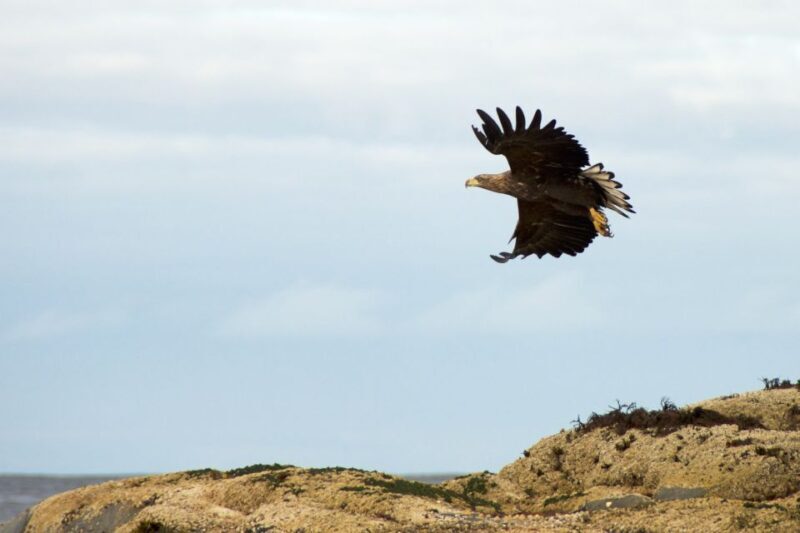 Tromsø: Winter Sea Kayaking Tour with Wildlife Sightings - An Arctic Adventure from Tromsø