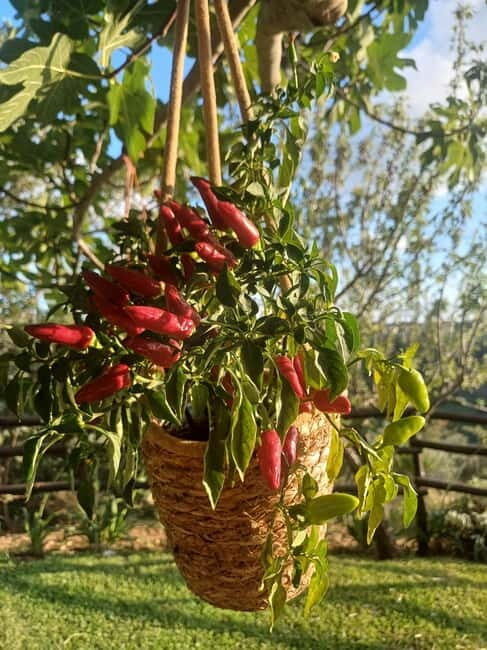 Tropea: Calabrian Cooking Class with Lunch - The Sum Up