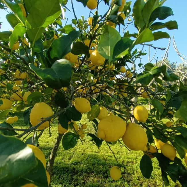 Tropea: Lemon Experience with Limoncello Making - Who Will Love This Tour?