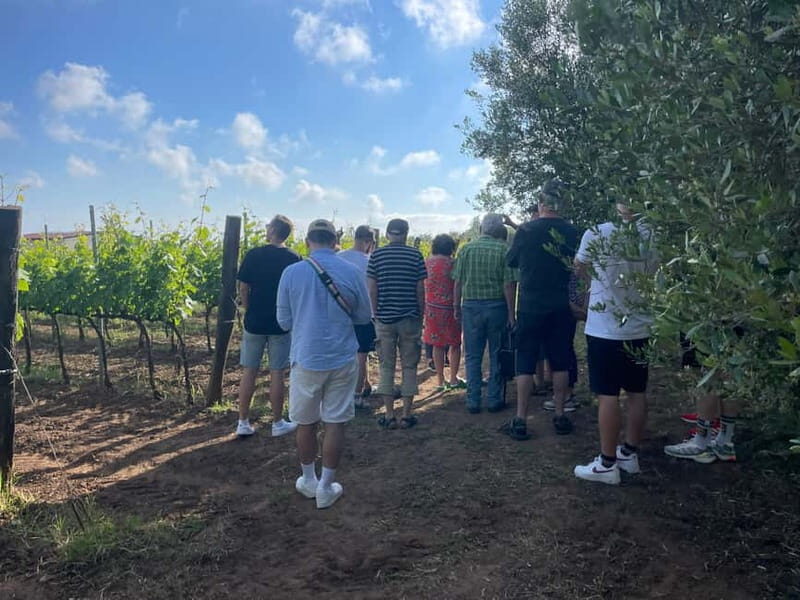 Tropea: Rustic Wine Experience on a Family Farm in Calabria - A Deep Dive into the Calabria Family Farm Wine Tour