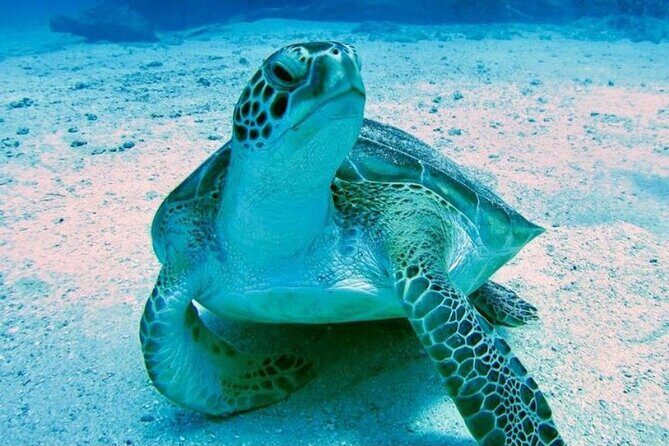 Tropical Catamaran Snorkeling & Sailing - The Sum Up