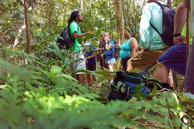 Tropical Rain Forest Explorer Hike In St. Kitts - Key Points