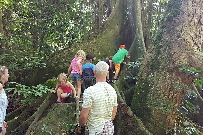 Tropical Rain Forest Explorer Hike In St. Kitts - FAQ