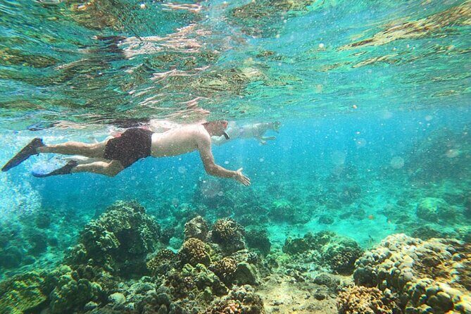 Tropical Reef & Wildlife Boat Snorkel Adventure - An Inside Look at the Tropical Reef & Wildlife Snorkel Adventure