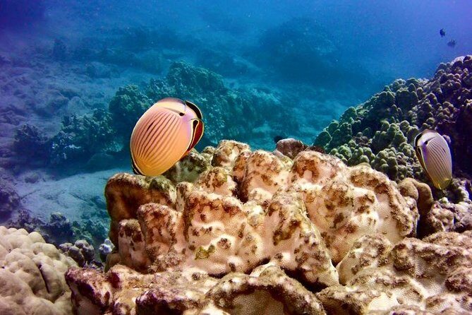 Tropical Reef & Wildlife Boat Snorkel Adventure - Who Would Love This Tour?