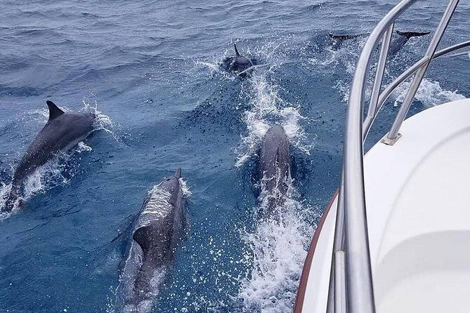 Tropical Reef & Wildlife Boat Snorkel Adventure - Final Thoughts