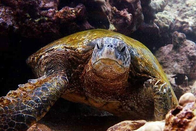Tropical Reef & Wildlife Boat Snorkel Adventure - FAQs