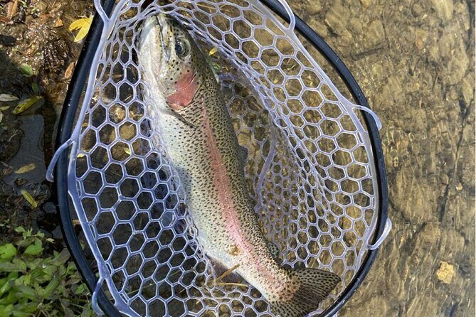 Trout Fishing Adventure Near Tokyo - Key Points