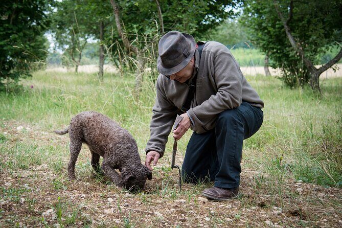 Truffle Cavage Demonstration - A Taste of Burgundy’s Truffles: A Complete Review of the Maison aux Mille Truffes Tour