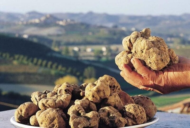 Truffle experience from Naples and Salerno - Introduction