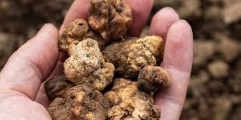 Truffle experience from Naples and Salerno - Key Points