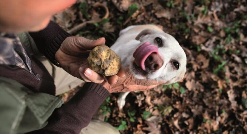 Truffle experience from Naples and Salerno - The Value of This Truffle Tour