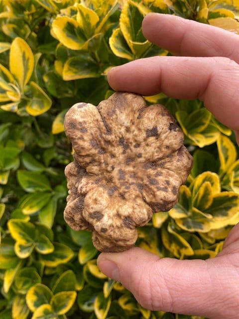 Truffle Experience - A Closer Look at the Truffle Experience