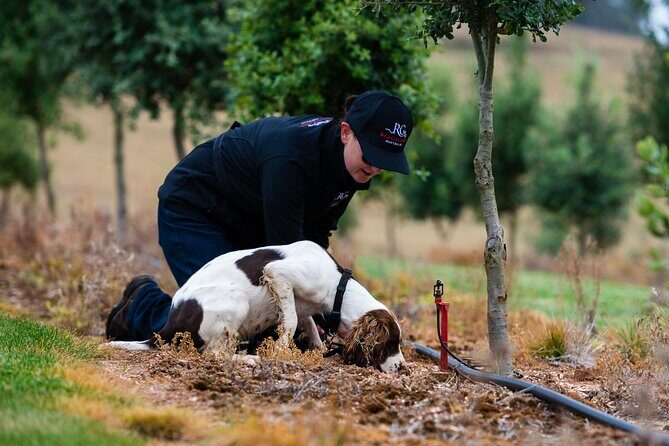 Truffle Hunt and Taste Experience in Oberon, NSW Australia - Introduction