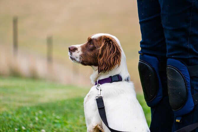 Truffle Hunt and Taste Experience in Oberon, NSW Australia - FAQ