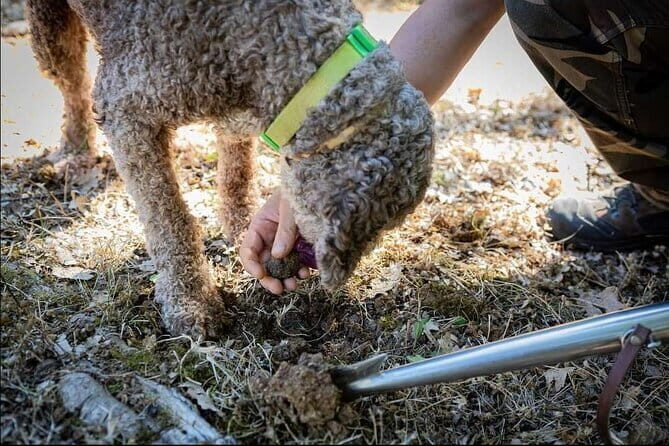 Truffle hunt in Chianti with cooking class and sunset dinner - The Scenic Drive through Chianti: From Florence to Tuscany