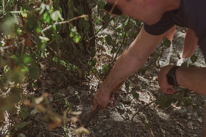 Truffle Hunt in Tuscany - A Deep Dive into the Truffle Hunt Experience