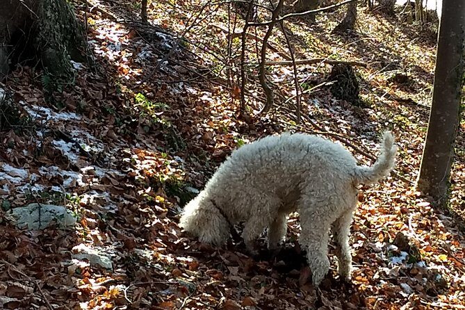 Truffle hunting and lunch experience in a restaurant - Price and Value: Is It Worth It?