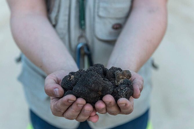 Truffle hunting - Exploring a Truffle Hunt Near San Gimignano: An Honest Review