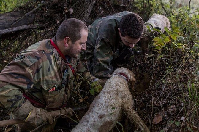 Truffle hunting - The Experience: What Youll Actually Do