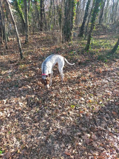 Truffle Hunting Experience with a Guide - Final Thoughts and Who Should Consider This Tour