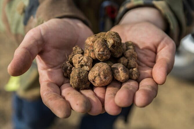 Truffle hunting experience with lunch and Chianti wine tasting - Key Points